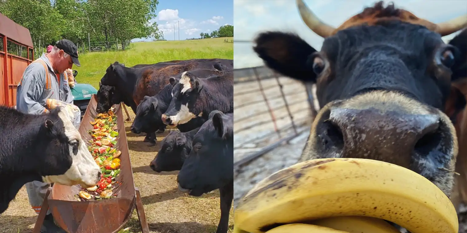 Loop Resource | Farms